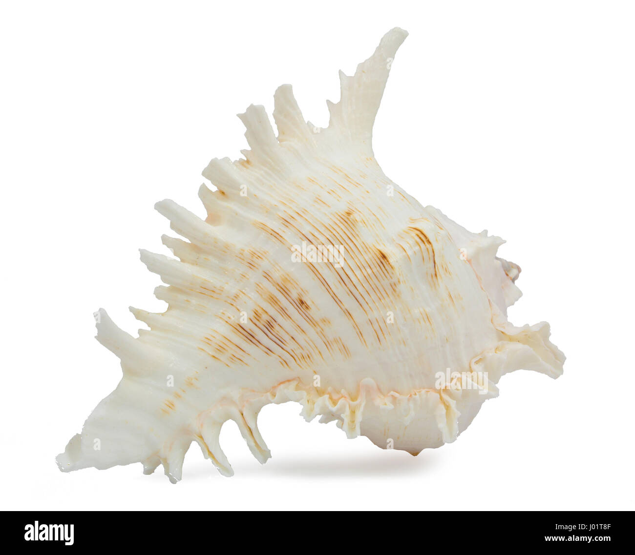 Chicoreus ramosus seashell on white background Stock Photo - Alamy