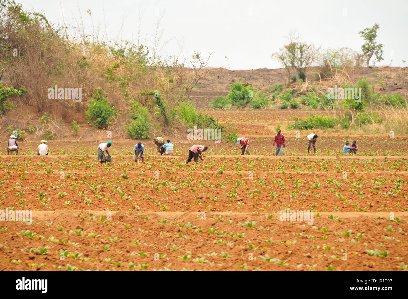 Workers on the field Stock Photo - Alamy