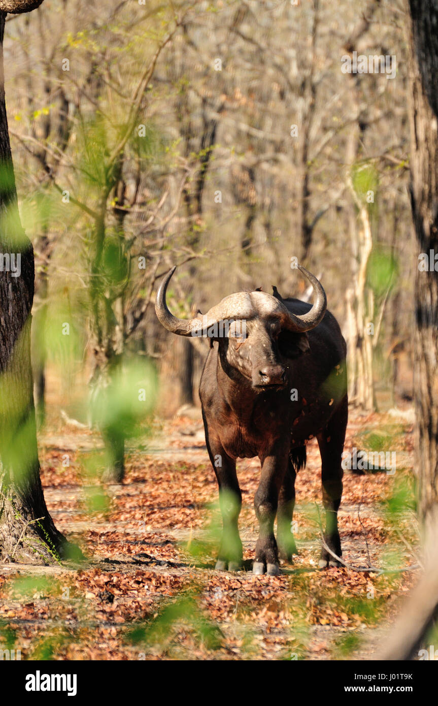 African forest buffalo portrait hi-res stock photography and images - Alamy
