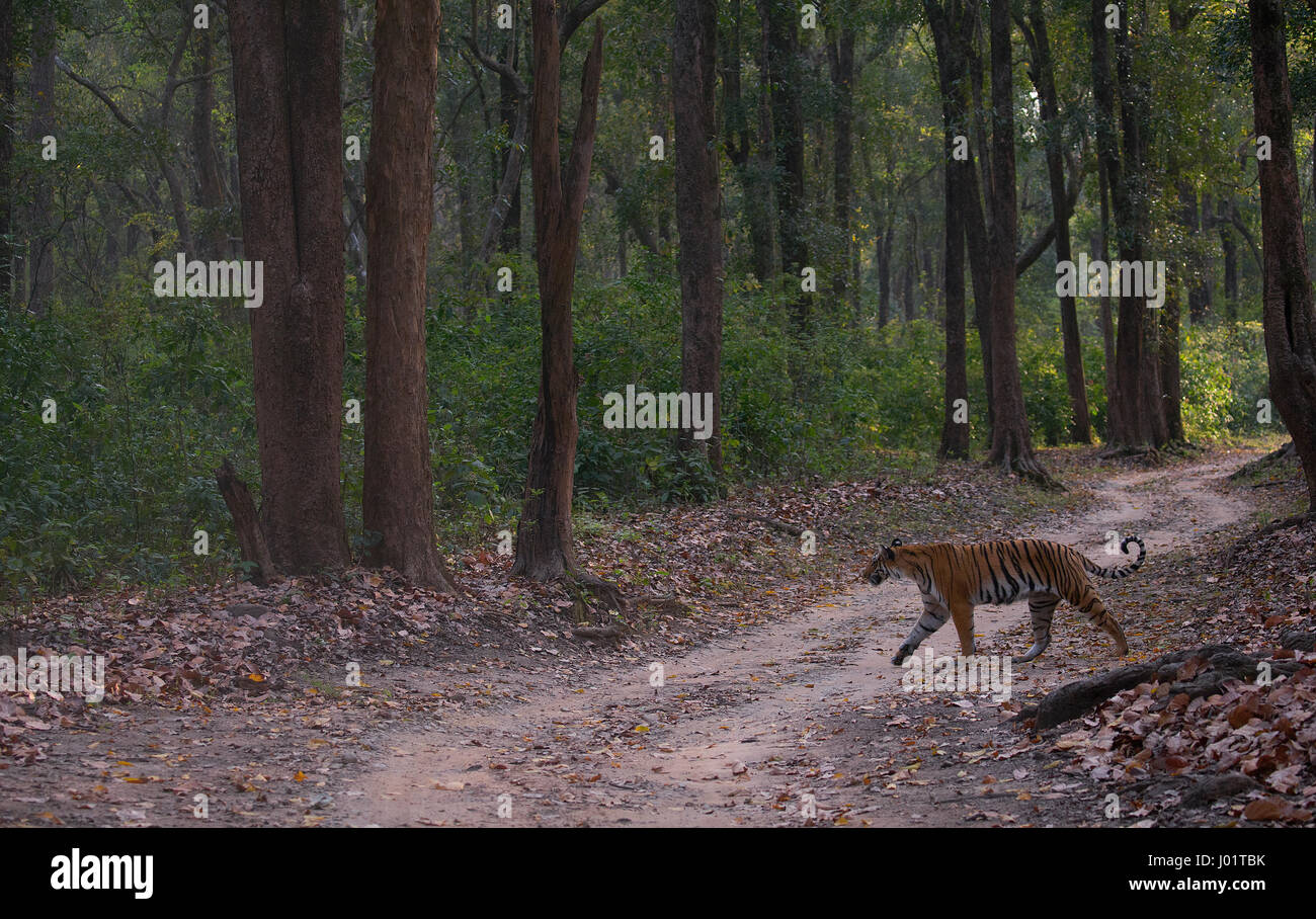 Saal habitat of corbett hi-res stock photography and images - Alamy