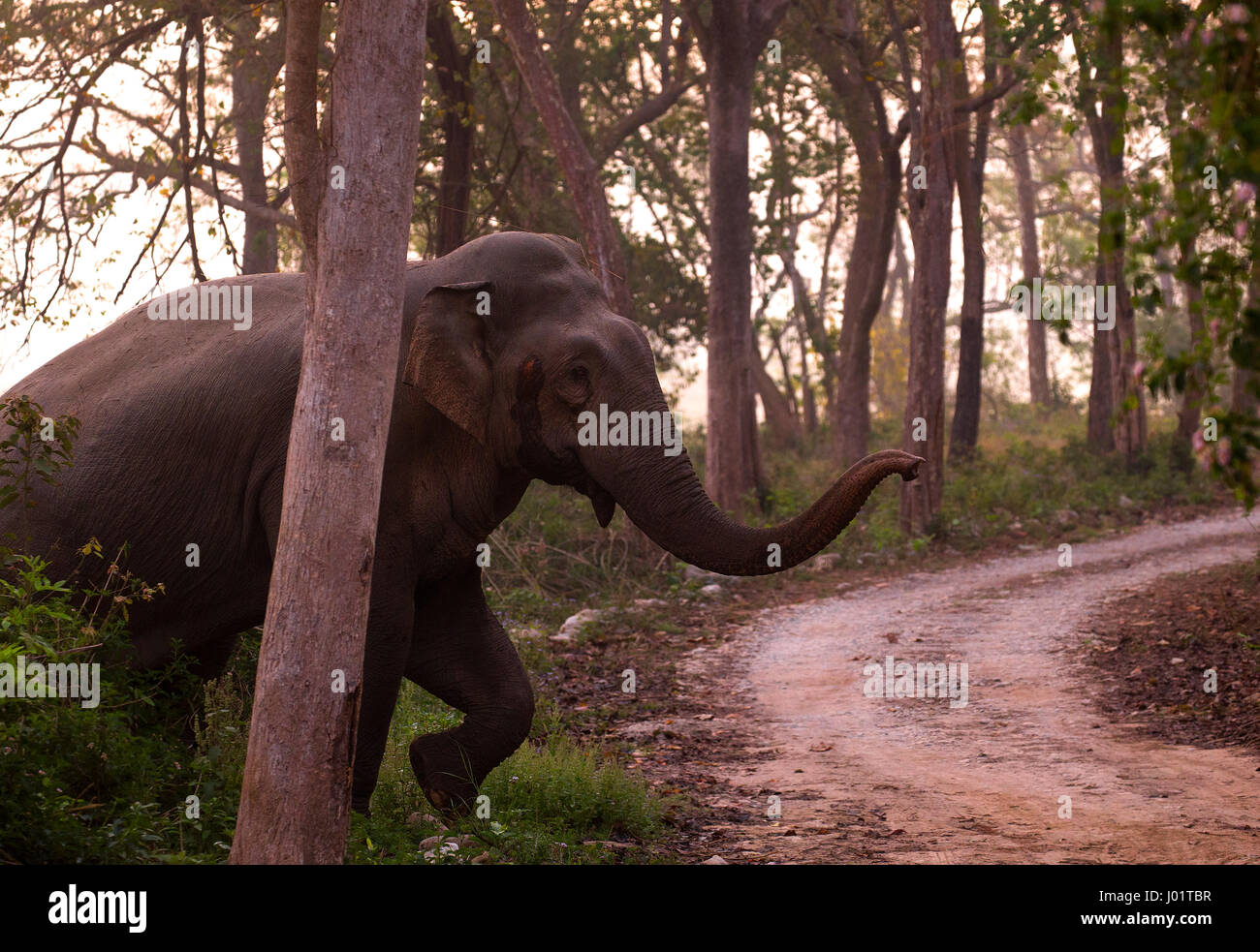 Elephant track india hi-res stock photography and images - Alamy