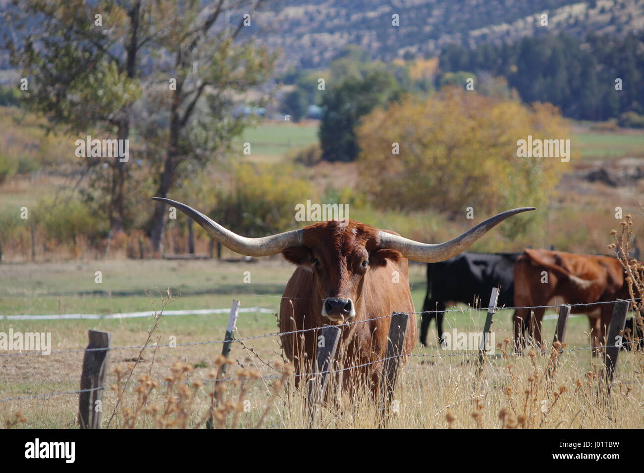 Texas Longhorn in the Eastern Oregon High Desert Stock Photo - Alamy