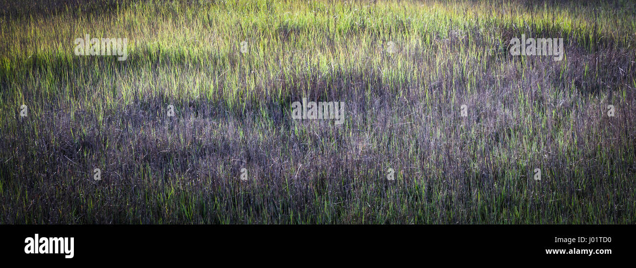 Marsh grasses hi-res stock photography and images - Alamy