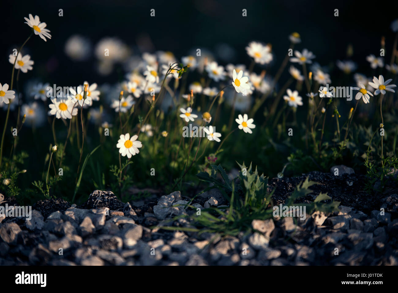 Daisies in nature high contrast image Stock Photo - Alamy