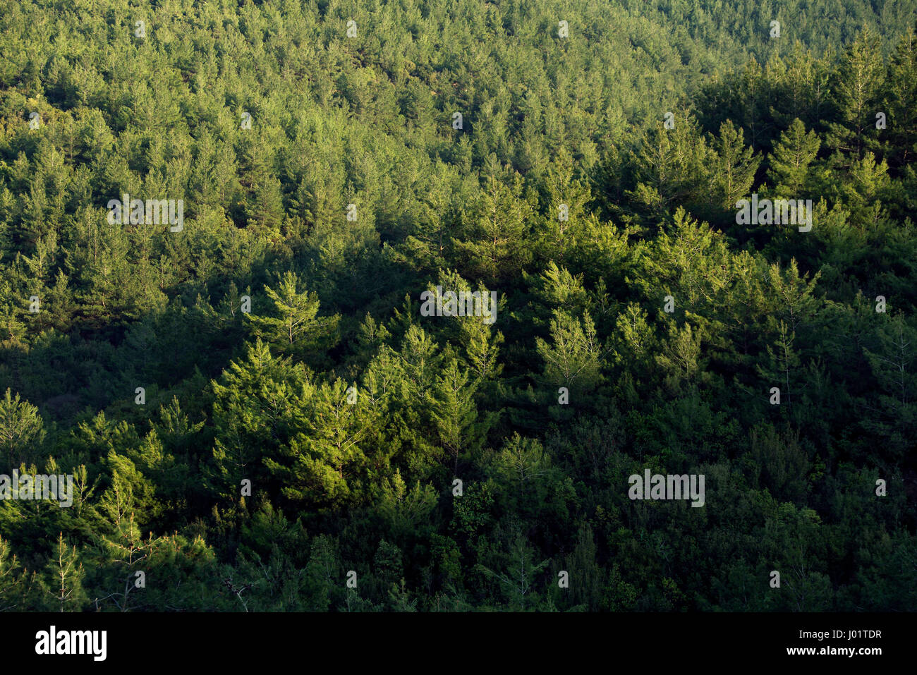 Pine trees forest background texture Stock Photo - Alamy