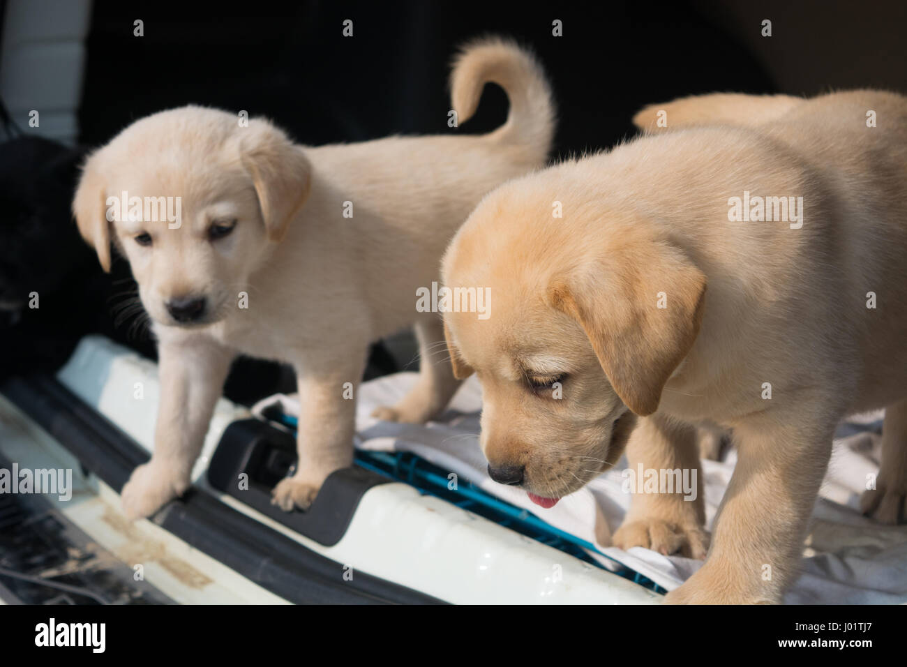 Cute baby labrador hi-res stock photography and images - Alamy