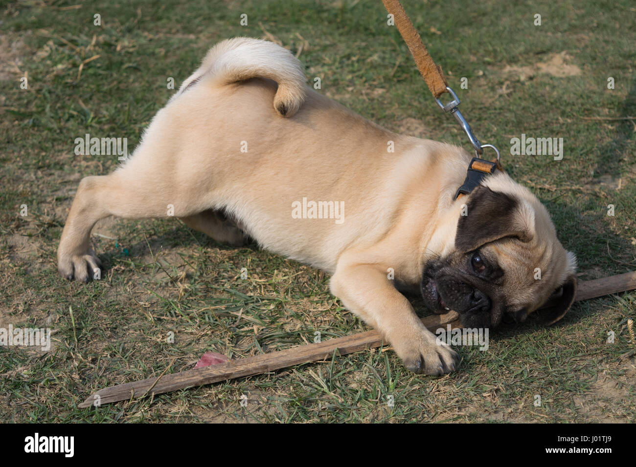 Cute little pug playing with stick in a ground Stock Photo - Alamy