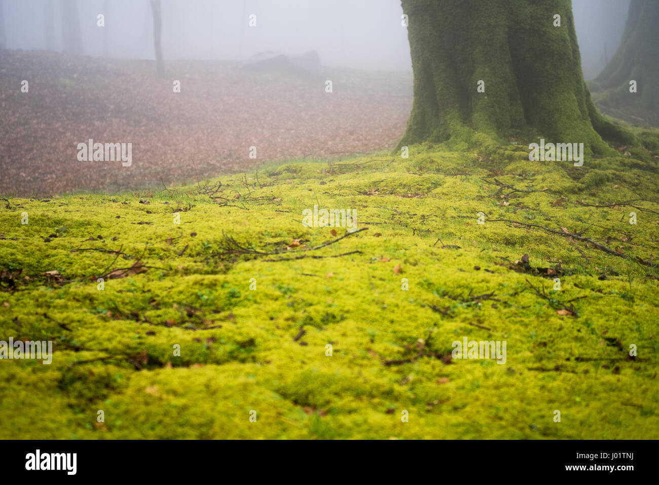 Tree roots with moss on forest Stock Photo - Alamy