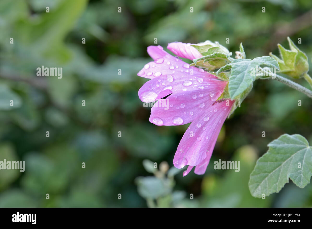Pink flower of malwa with rain drops closeup Stock Photo - Alamy