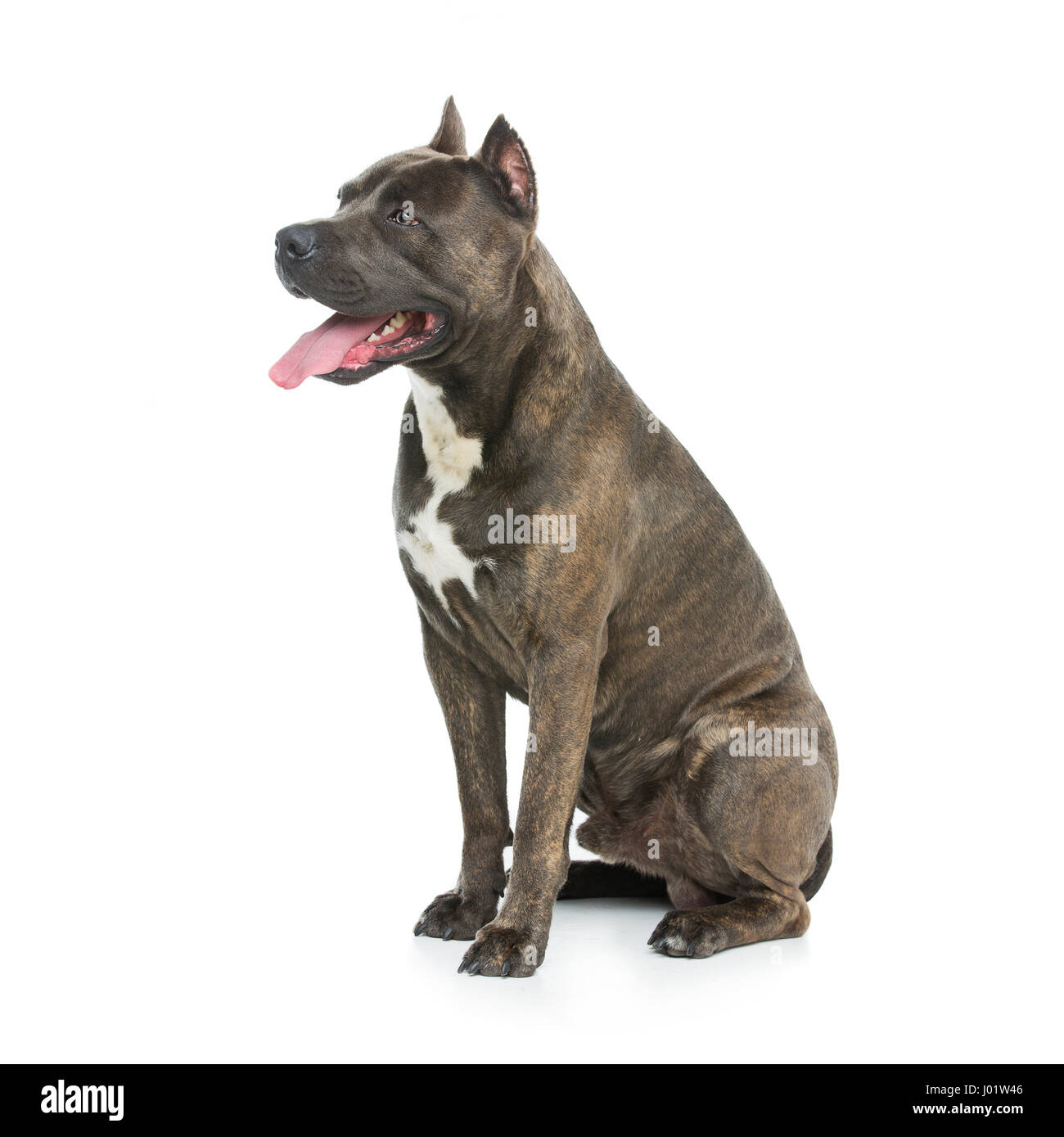 Beautiful american staffordshire terrier dog. Tiger blue color male pet ...