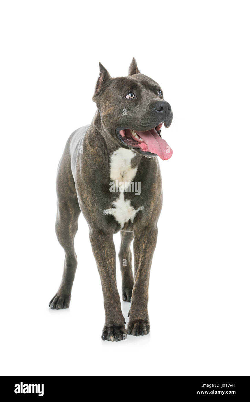 Beautiful american staffordshire terrier dog. Tiger blue color male pet ...