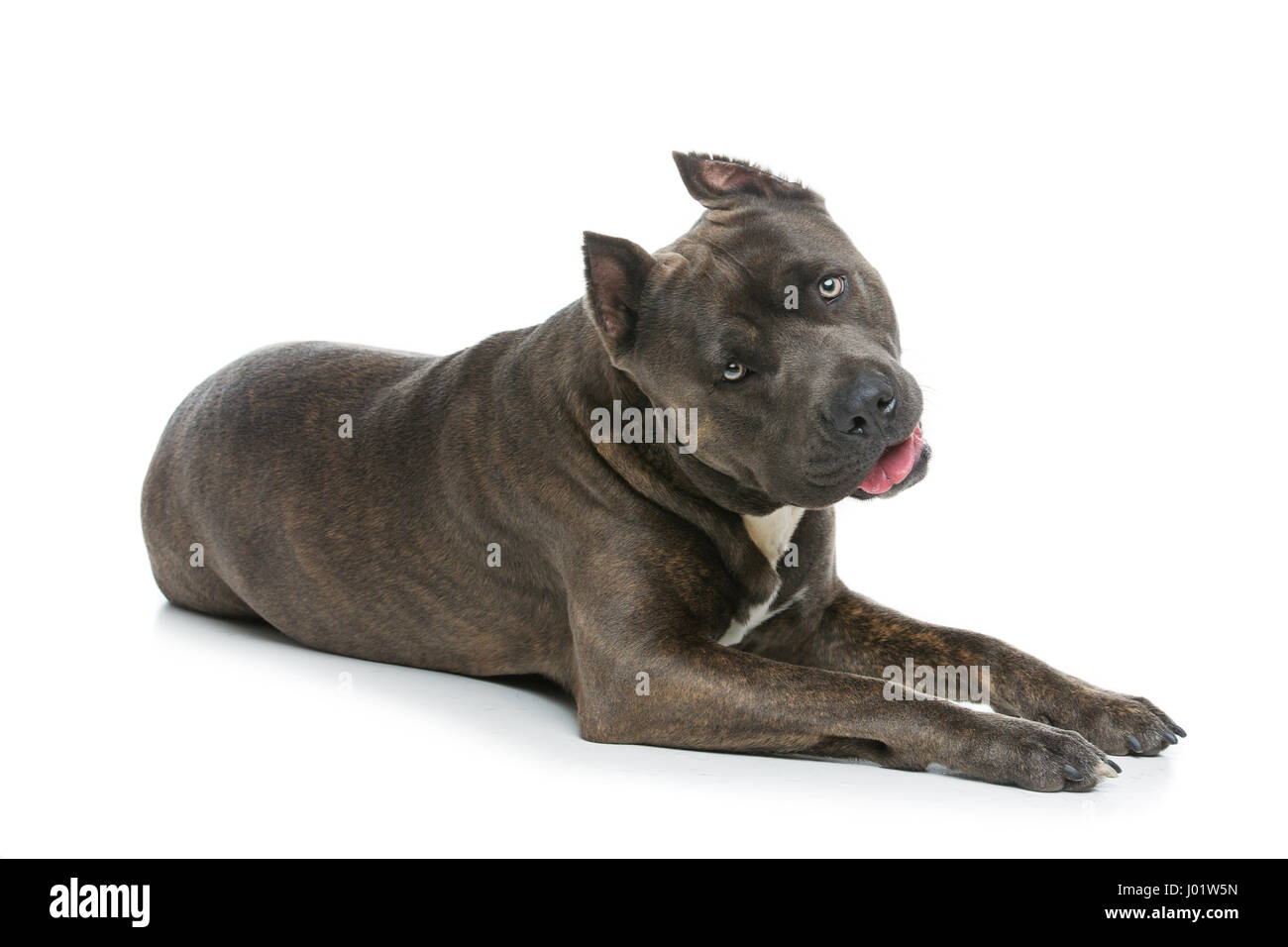Blue staffie hi-res stock photography and images - Alamy