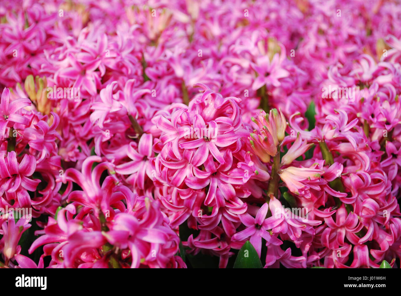 Hyacinthus Plants High Resolution Stock Photography and Images - Alamy