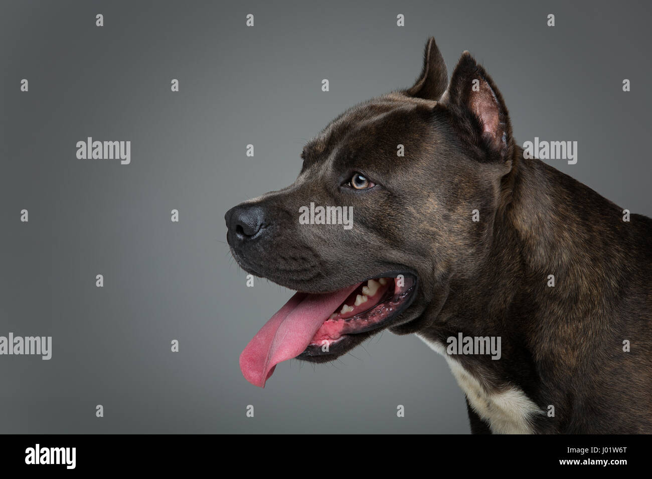 Beautiful american staffordshire terrier dog. Tiger blue color male pet ...