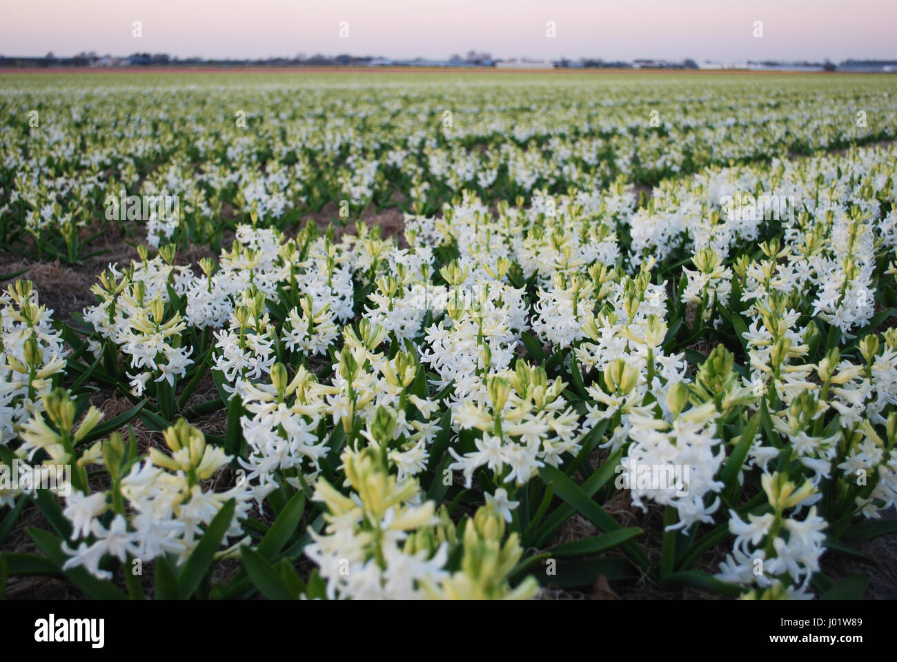 White Hyacinth (Hyacinthus) plants growth in the meadow on the sunset ...