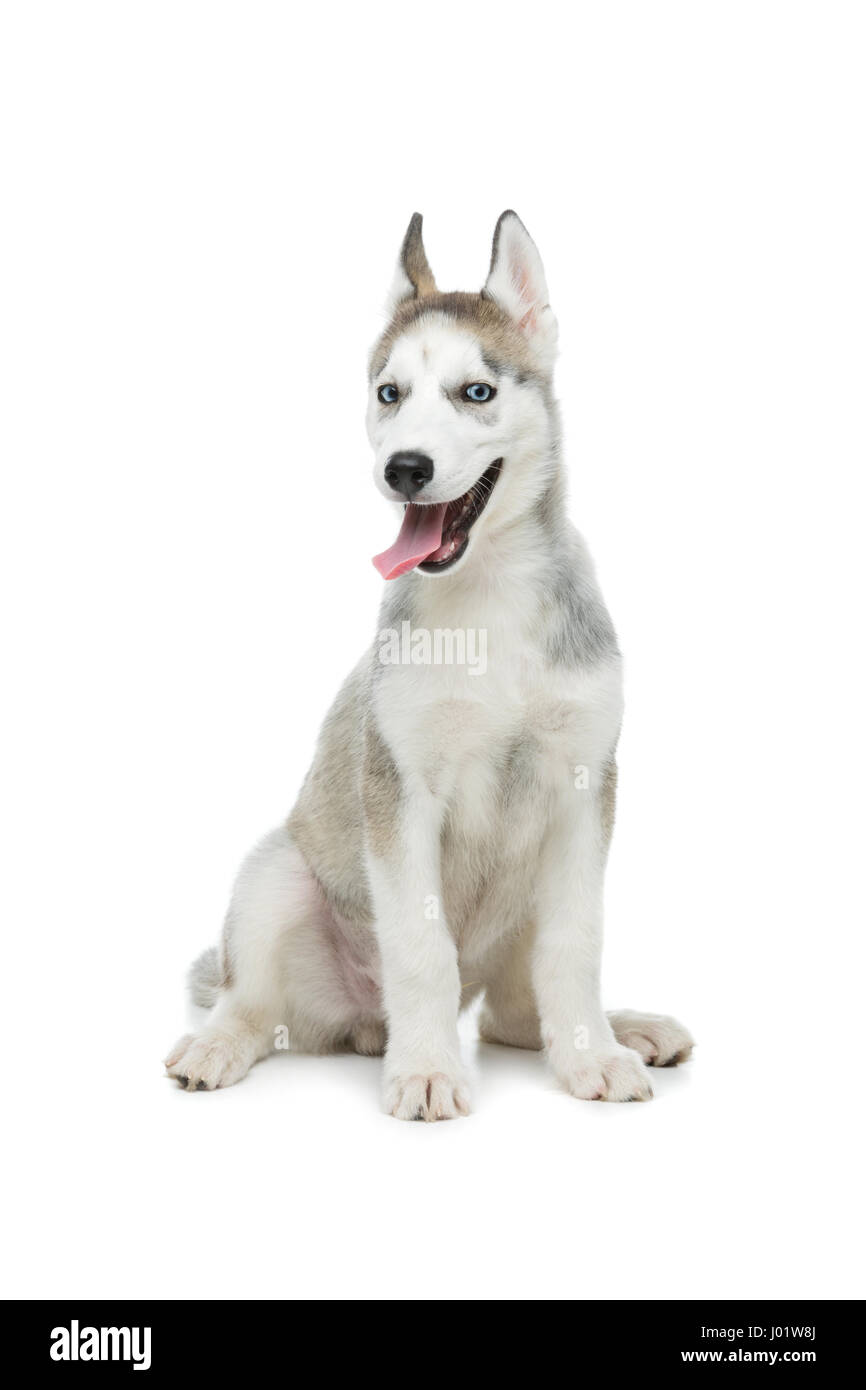 Beautiful siberian husky puppy dog. Isolated on white background. Copy ...