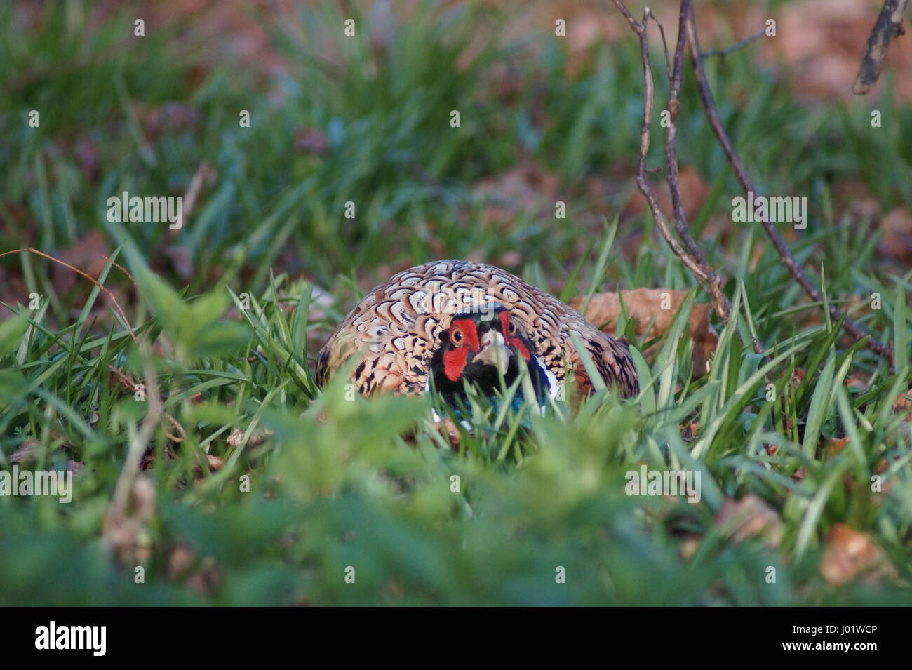 Pheasant hiding from the camera in the undergrowth Stock Photo - Alamy