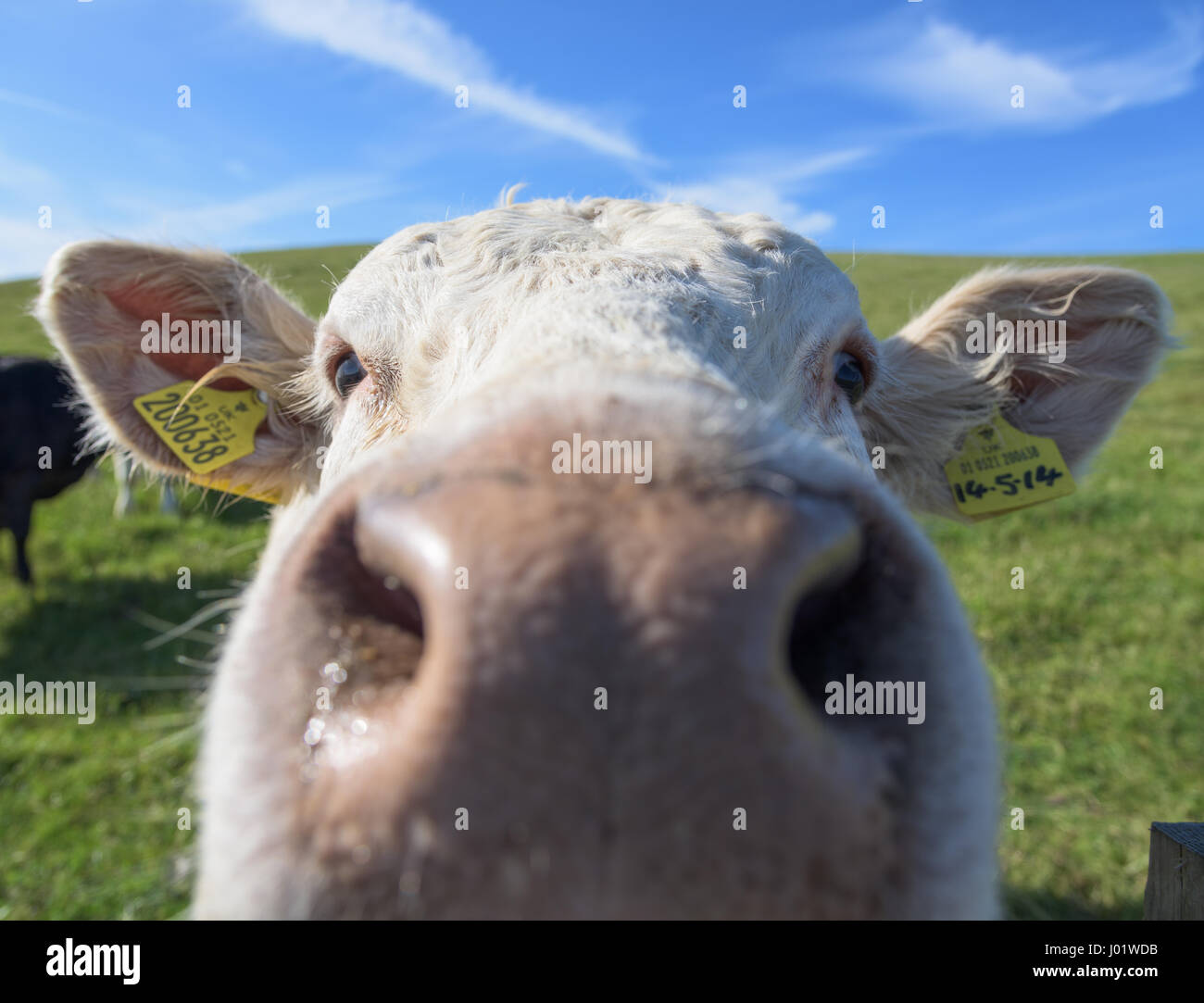 Funny cow hi-res stock photography and images - Alamy