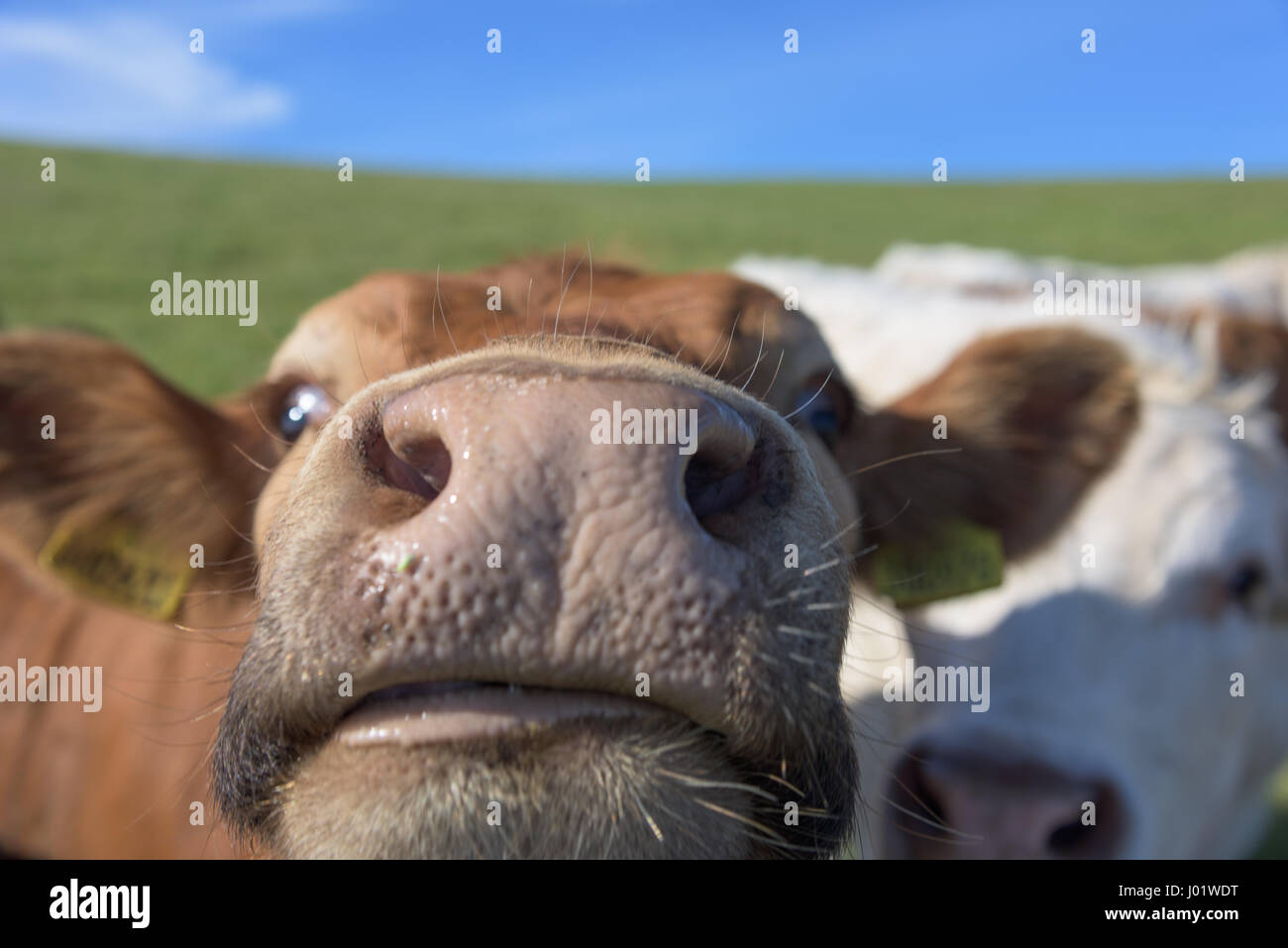 Animal funny face hi-res stock photography and images - Alamy