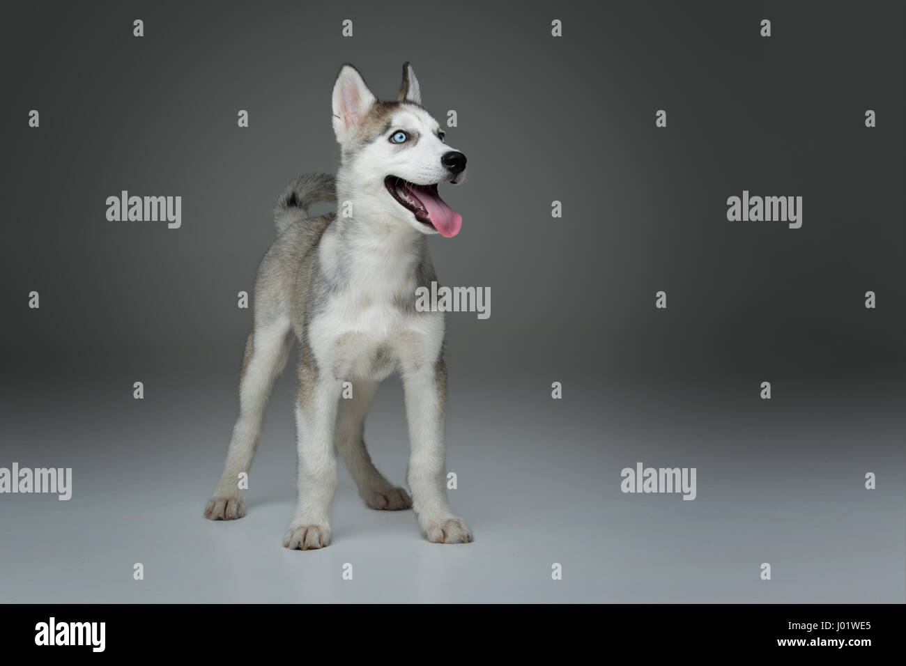 Beautiful siberian husky puppy dog on grey background. Copy space Stock ...