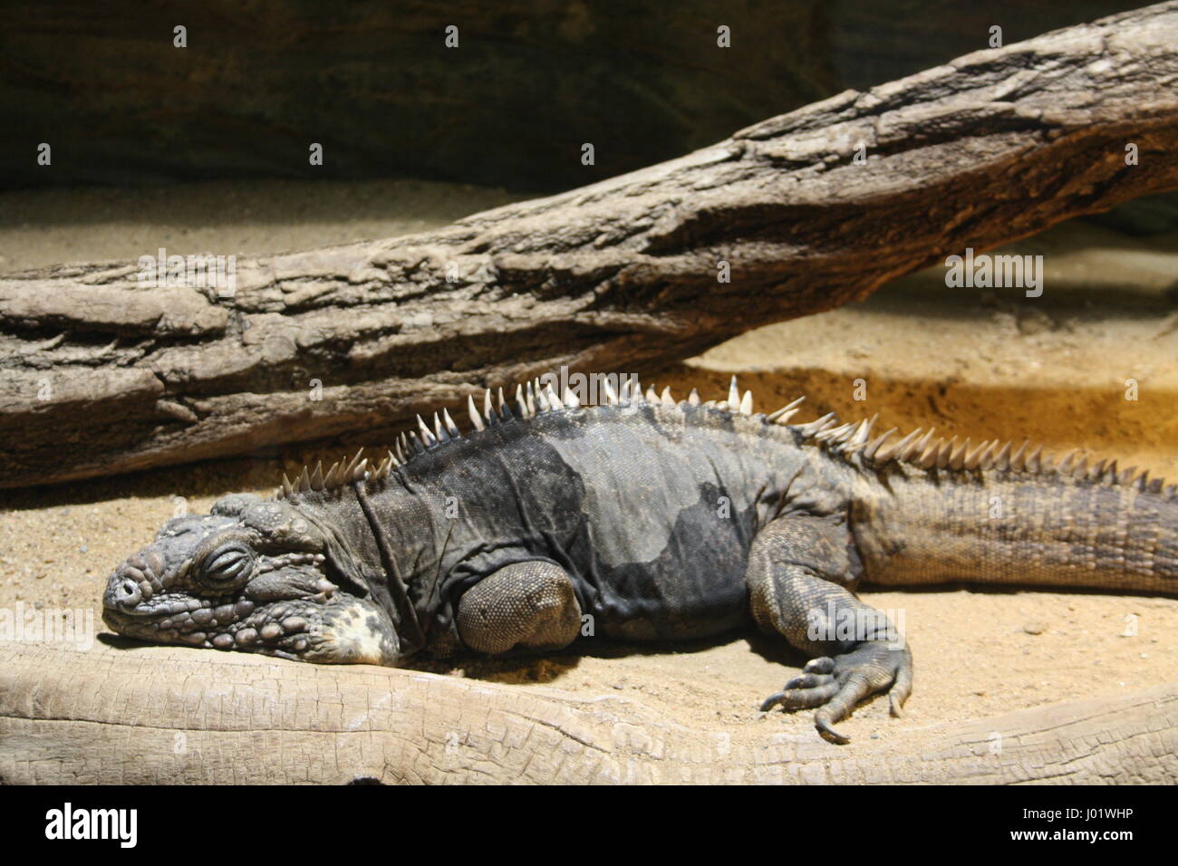 Zoo praha hi-res stock photography and images - Alamy