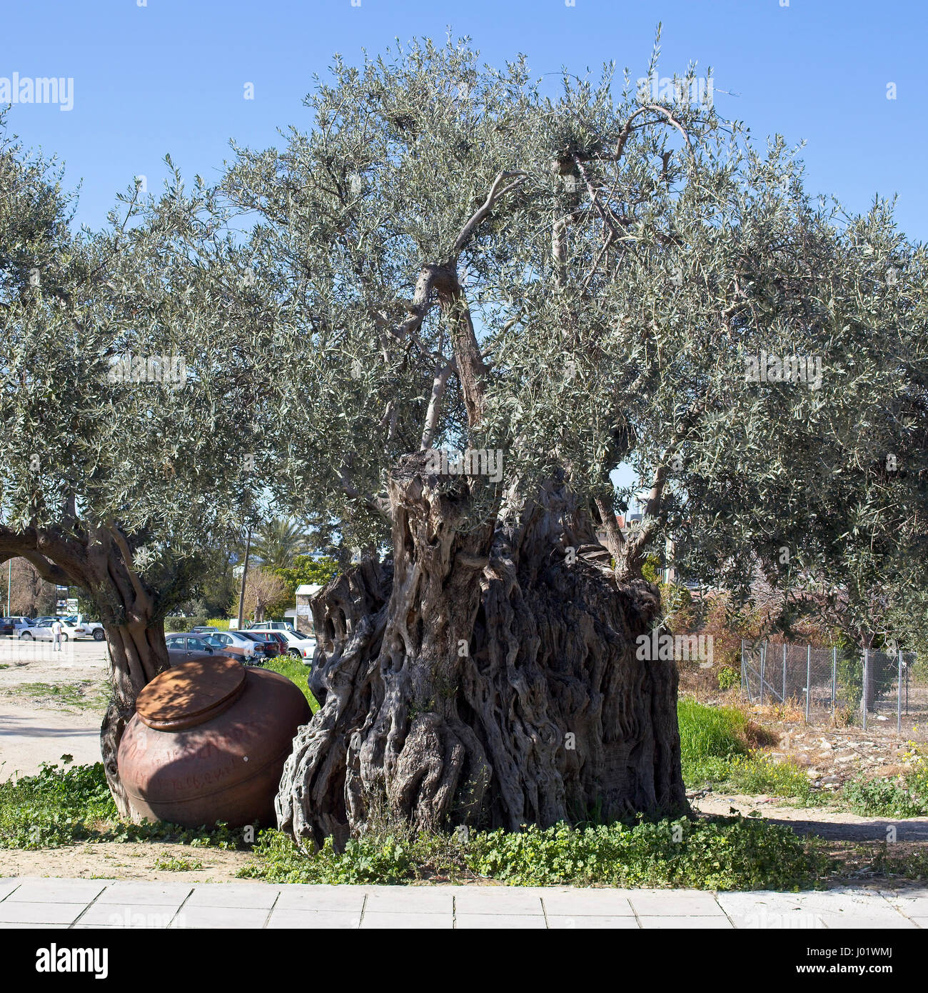 An ancient (700-year-old) Olive tree (Olea europaea), Polis, Paphos ...
