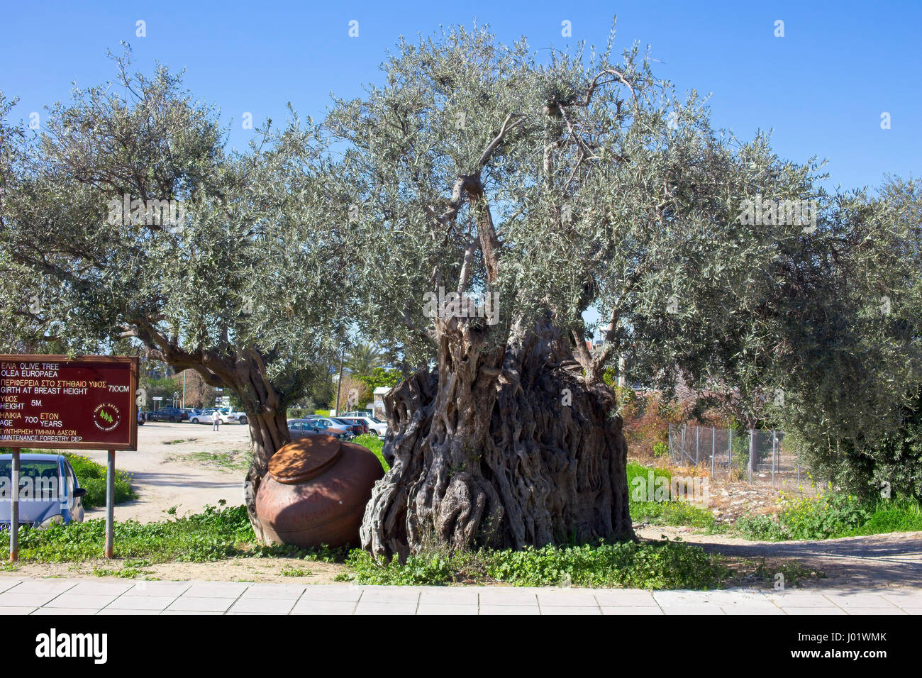 An ancient (700-year-old) Olive tree (Olea europaea), Polis, Paphos ...