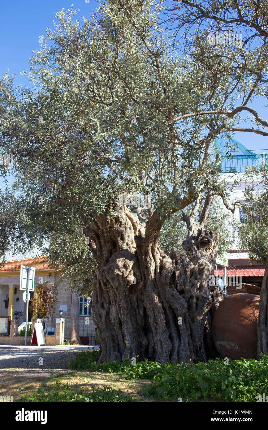 An ancient (700-year-old) Olive tree (Olea europaea), Polis, Paphos ...