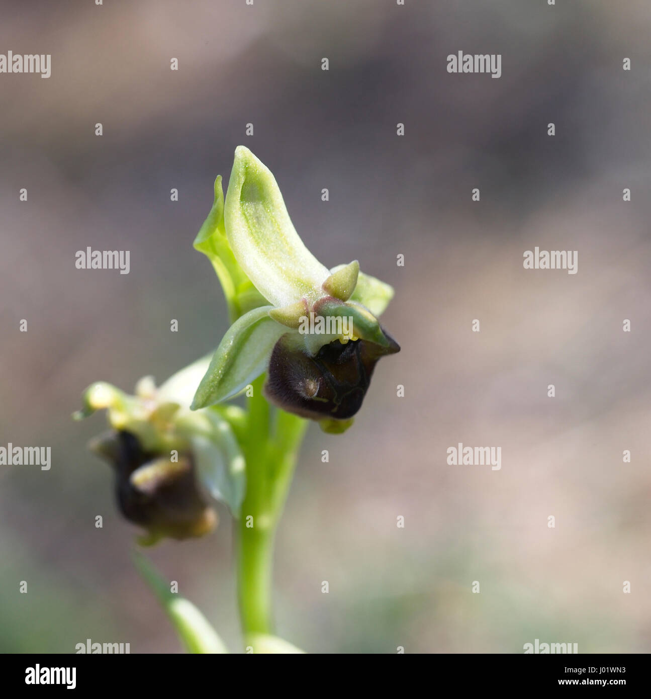 Ophrys genus hi-res stock photography and images - Alamy