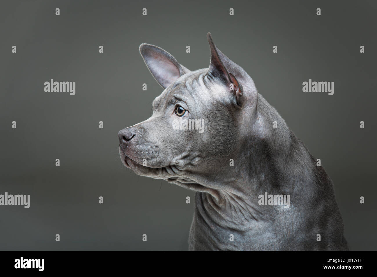 Beautiful blue thai ridgeback 3 months old puppy over grey background ...