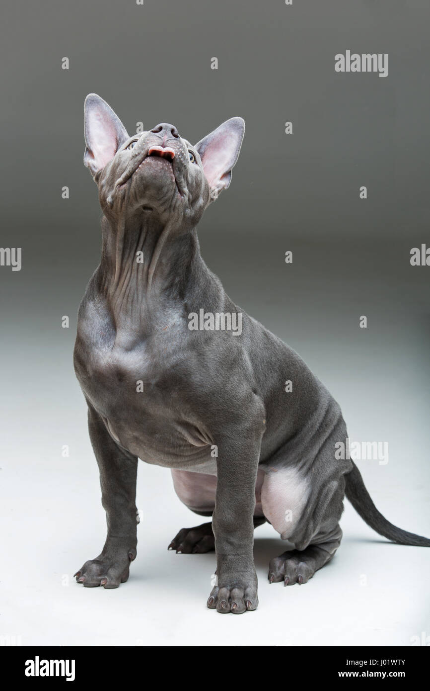 Beautiful blue thai ridgeback 3 months old puppy over grey background ...