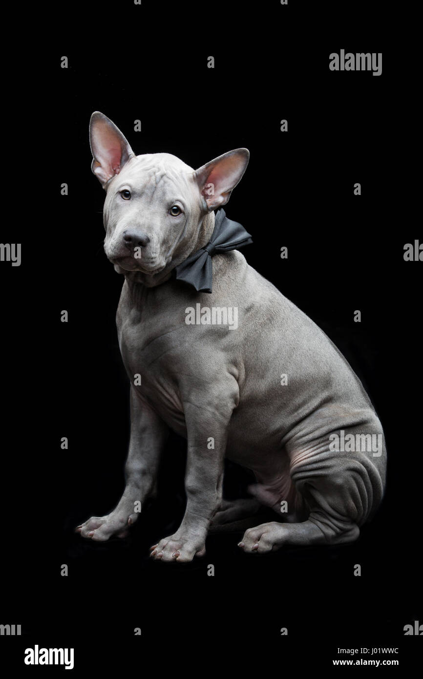 Beautiful blue thai ridgeback 3 months old puppy with bow tie over ...