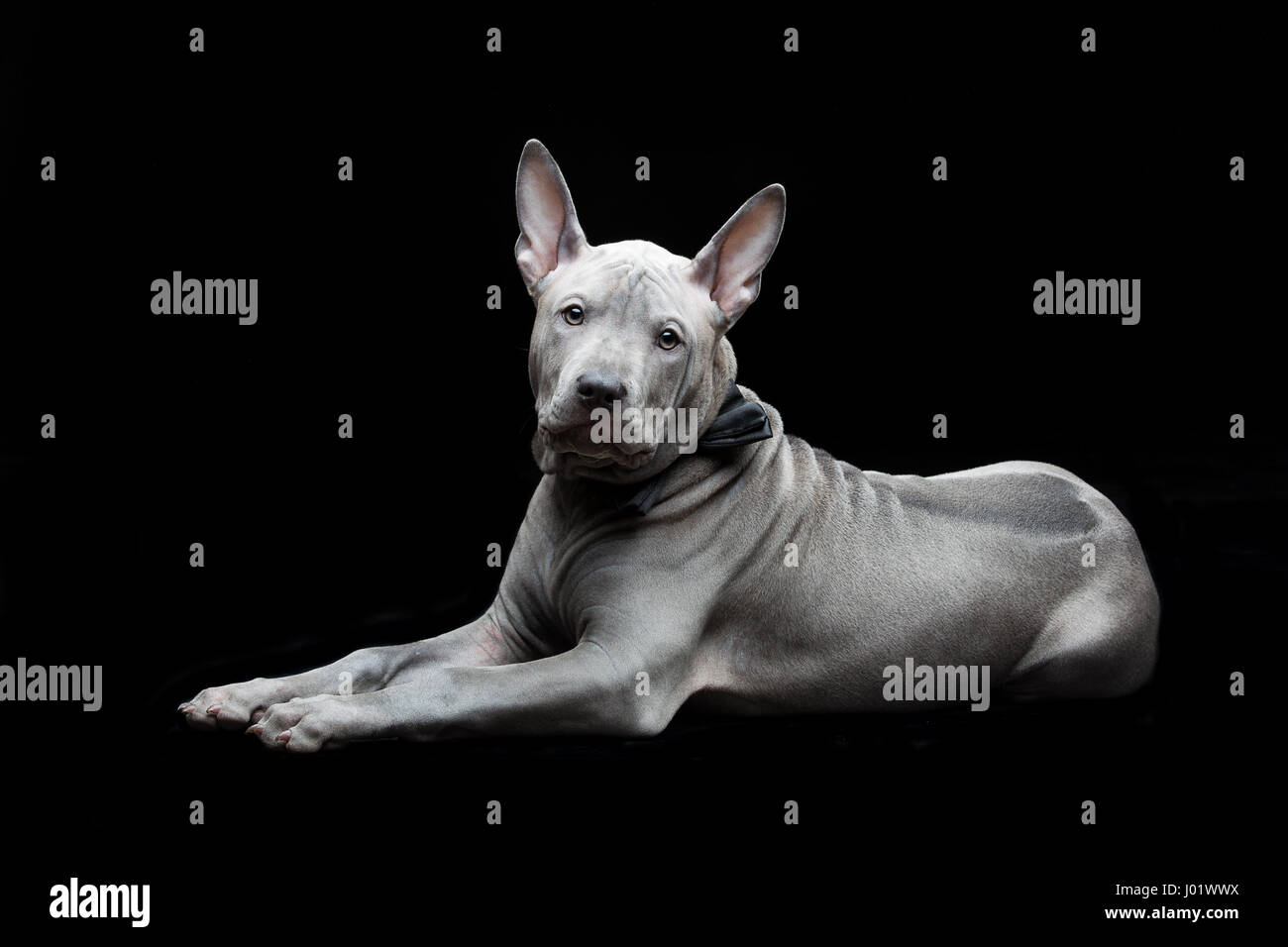 Beautiful blue thai ridgeback 3 months old puppy with bow tie over ...