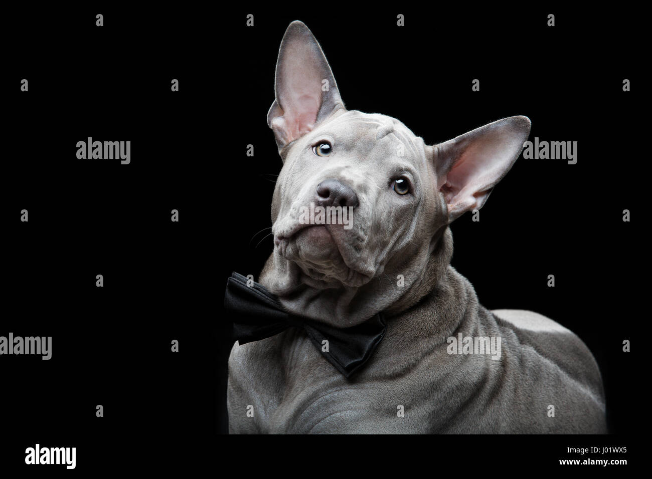 Beautiful blue thai ridgeback 3 months old puppy with bow tie over ...