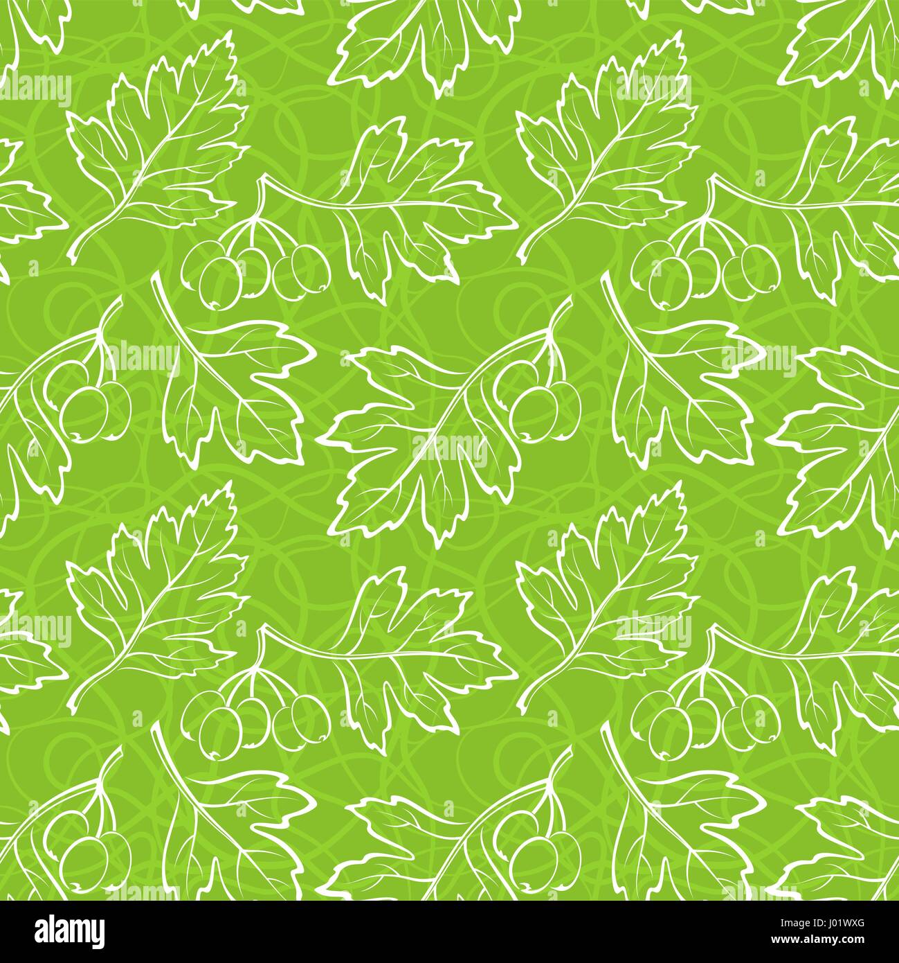 Hawthorn berry leaves Stock Vector Images - Alamy