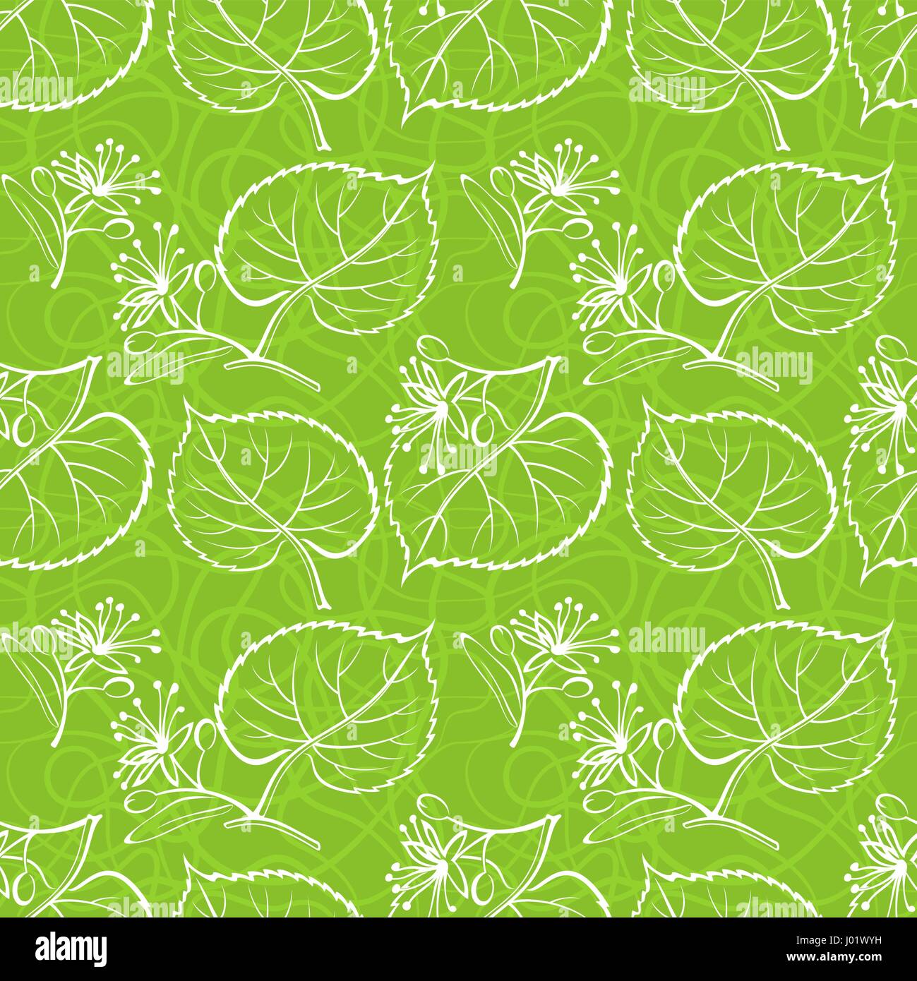 Lime flower green leaves Stock Vector Images - Alamy