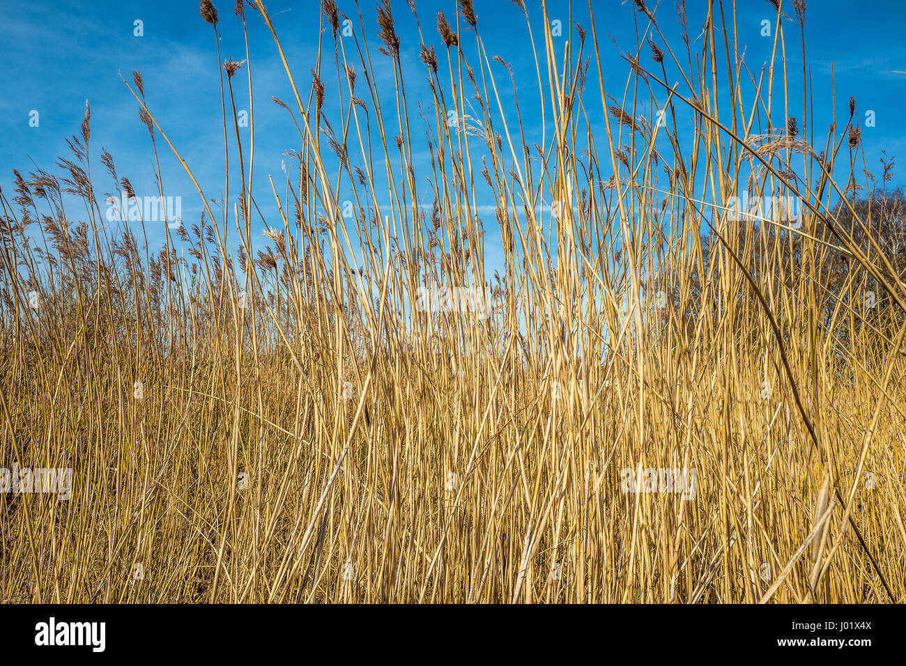 Grasses blowing in the wind hi-res stock photography and images - Alamy