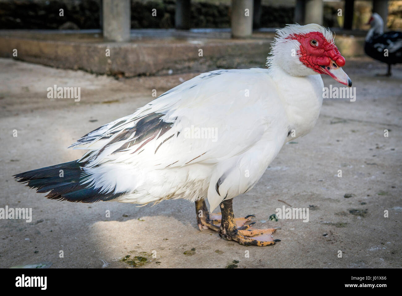 Domestic duck, domestic white ducks, naturally fed ducks Stock Photo ...