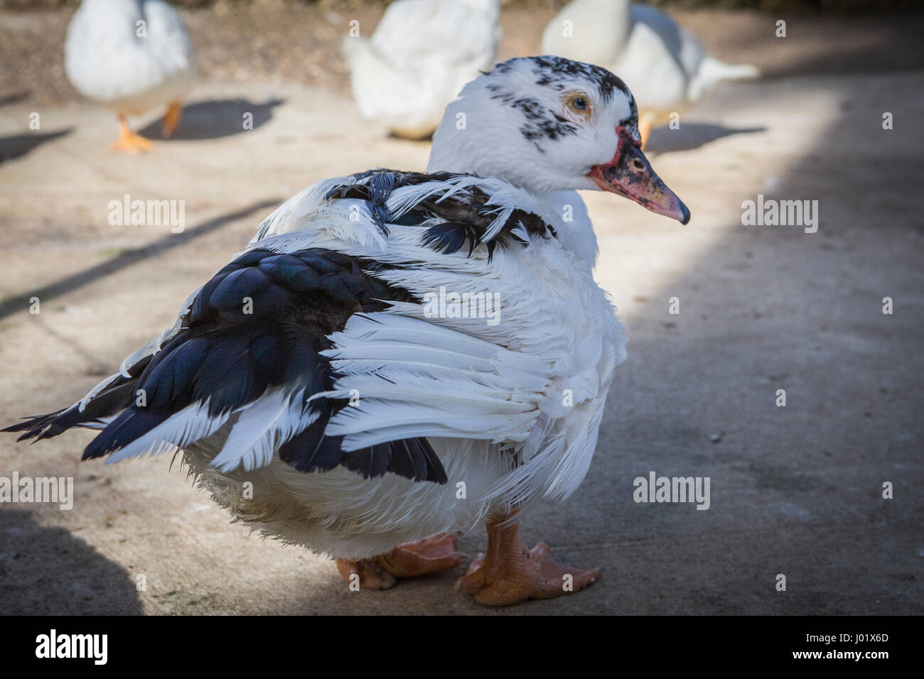 Domestic duck, domestic white ducks, naturally fed ducks Stock Photo ...