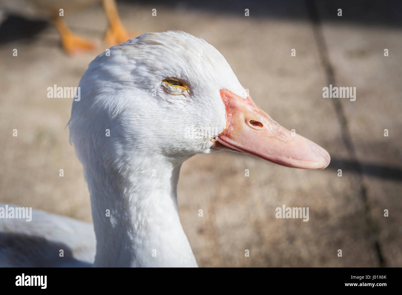 Domestic duck, domestic white ducks, naturally fed ducks Stock Photo ...