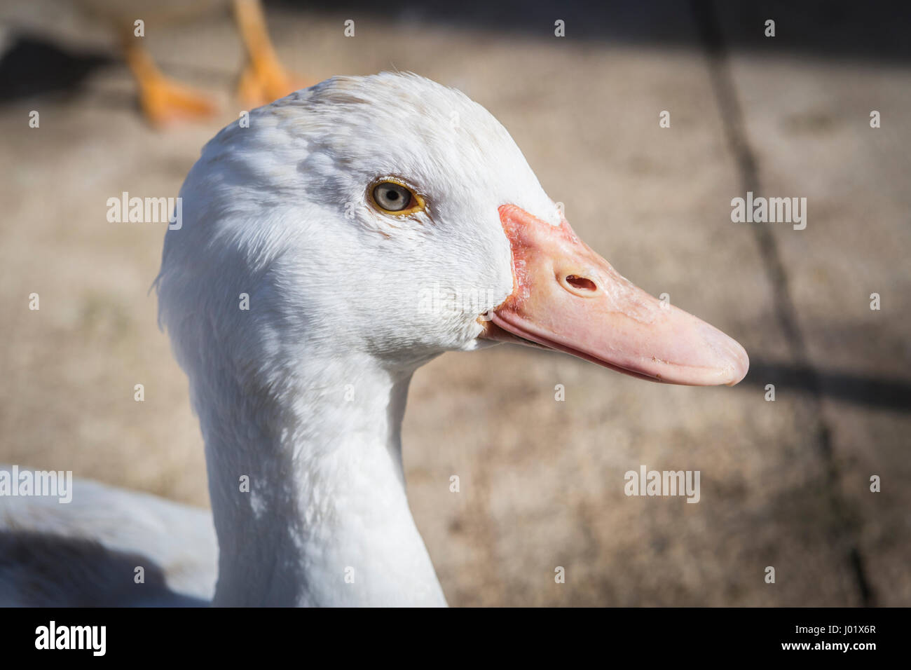 Domestic duck, domestic white ducks, naturally fed ducks Stock Photo ...