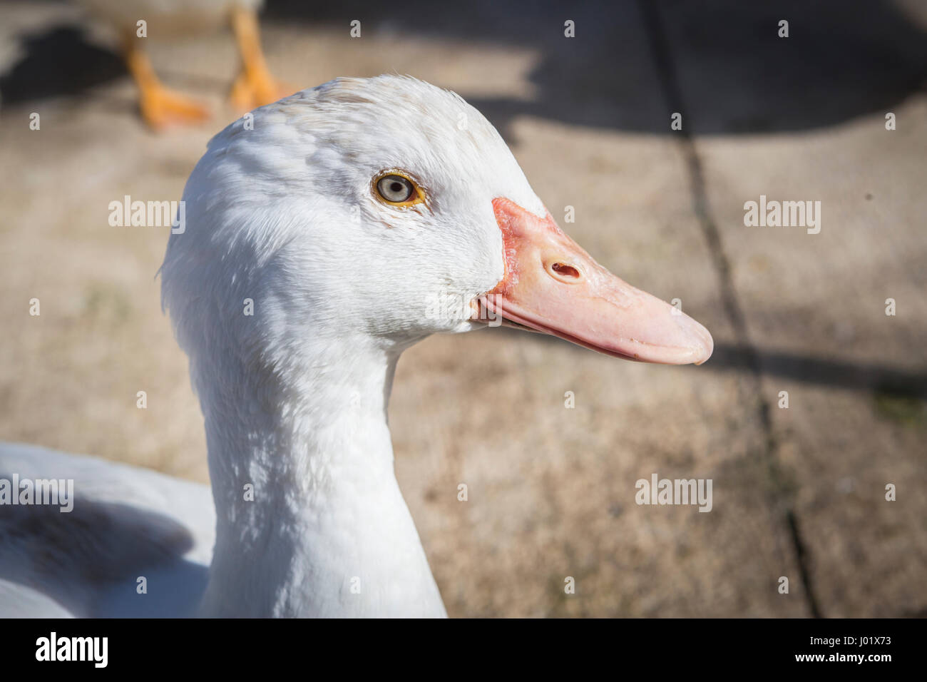 Domestic duck, domestic white ducks, naturally fed ducks Stock Photo ...