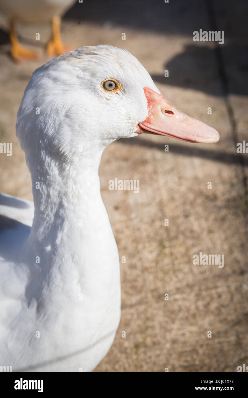 Domestic duck, domestic white ducks, naturally fed ducks Stock Photo ...