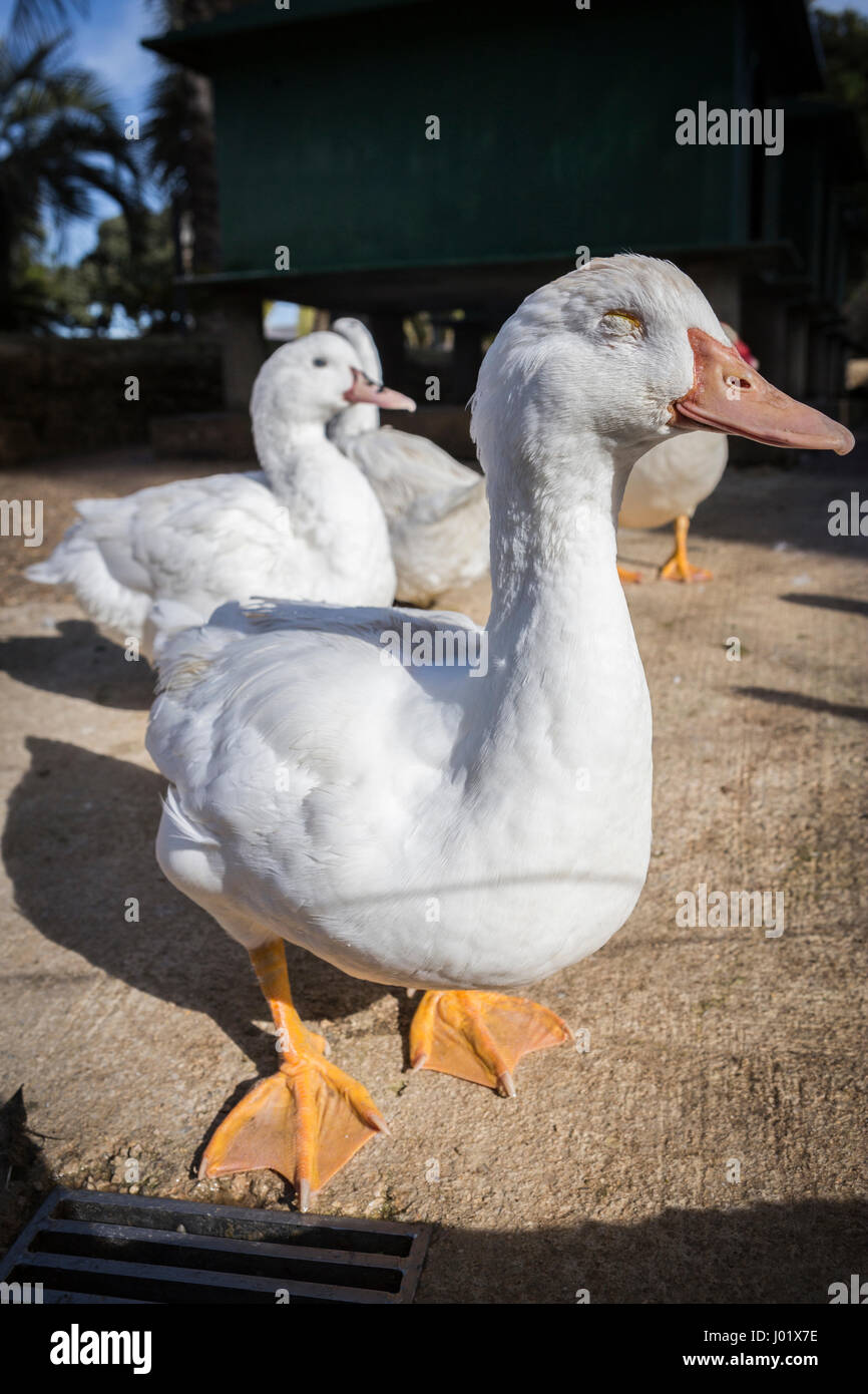 Domestic duck, domestic white ducks, naturally fed ducks Stock Photo ...