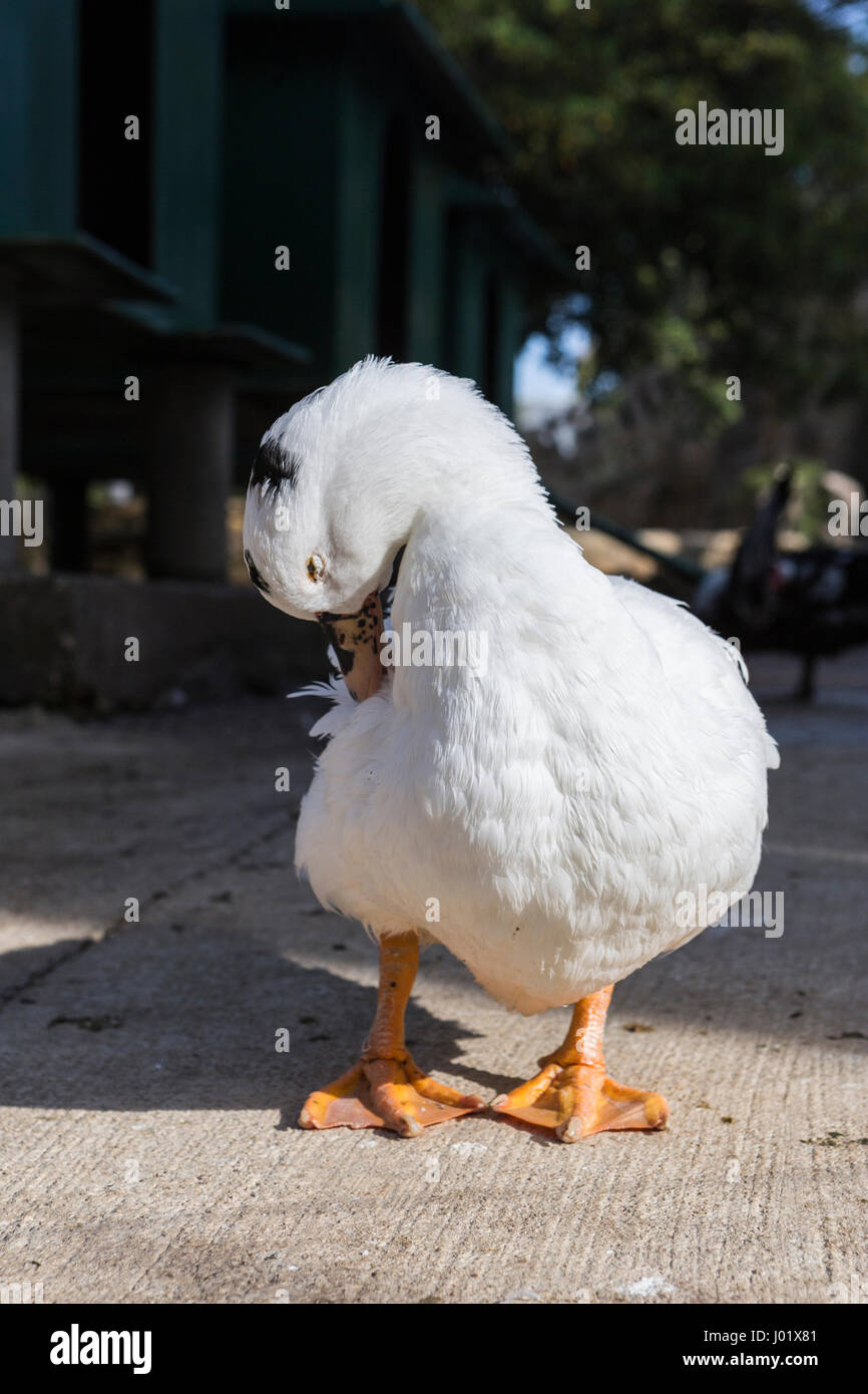 Domestic duck, domestic white ducks, naturally fed ducks Stock Photo ...