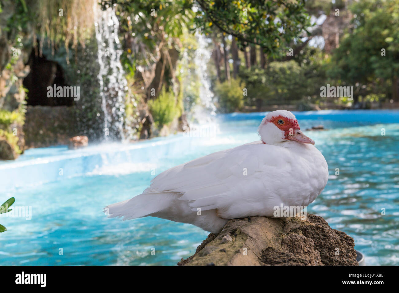 Domestic duck, domestic white ducks, naturally fed ducks Stock Photo ...