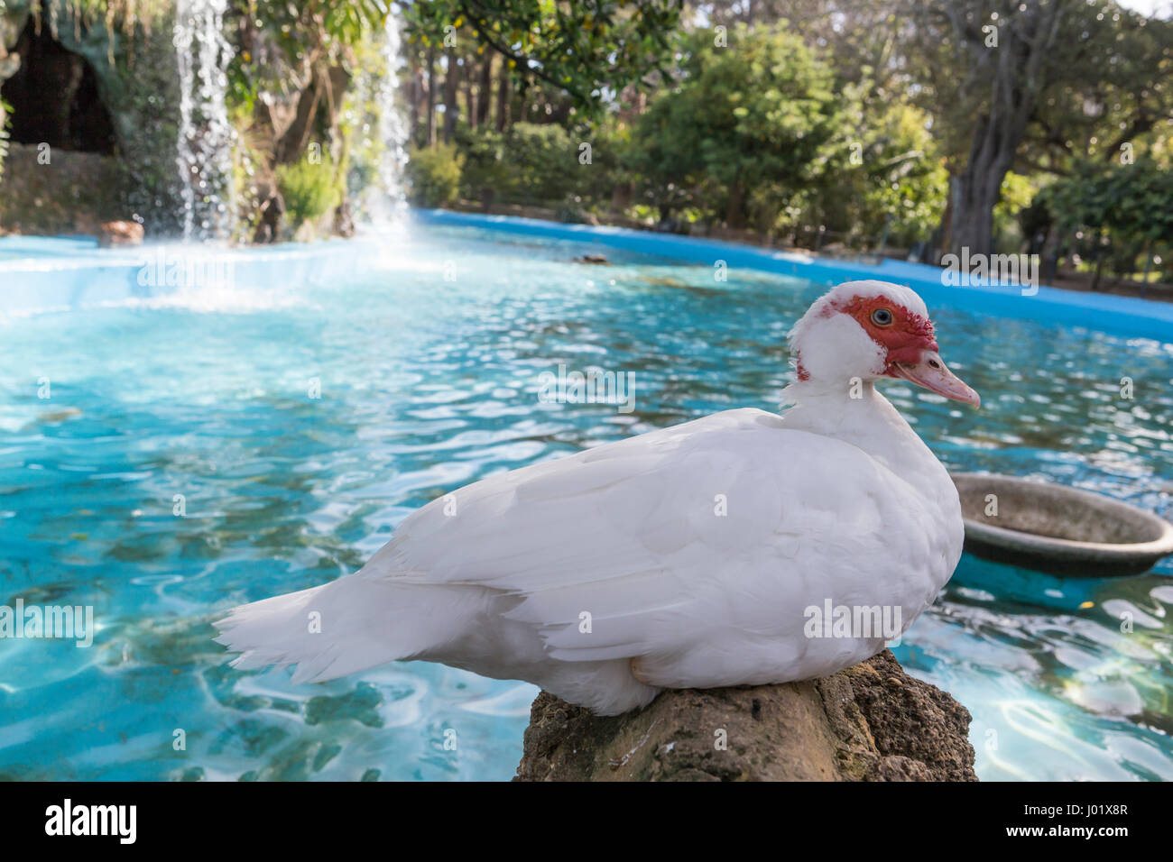 Domestic duck, domestic white ducks, naturally fed ducks Stock Photo ...