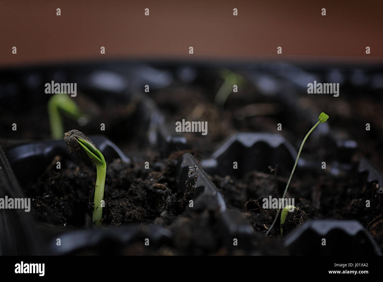 small sprout from seeds Stock Photo - Alamy