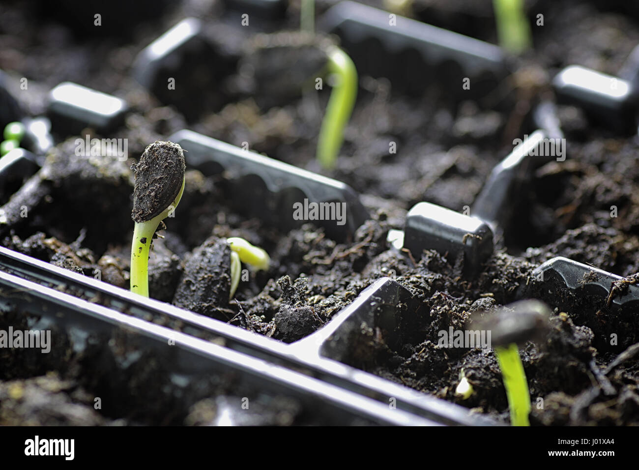small sprout from seeds Stock Photo - Alamy