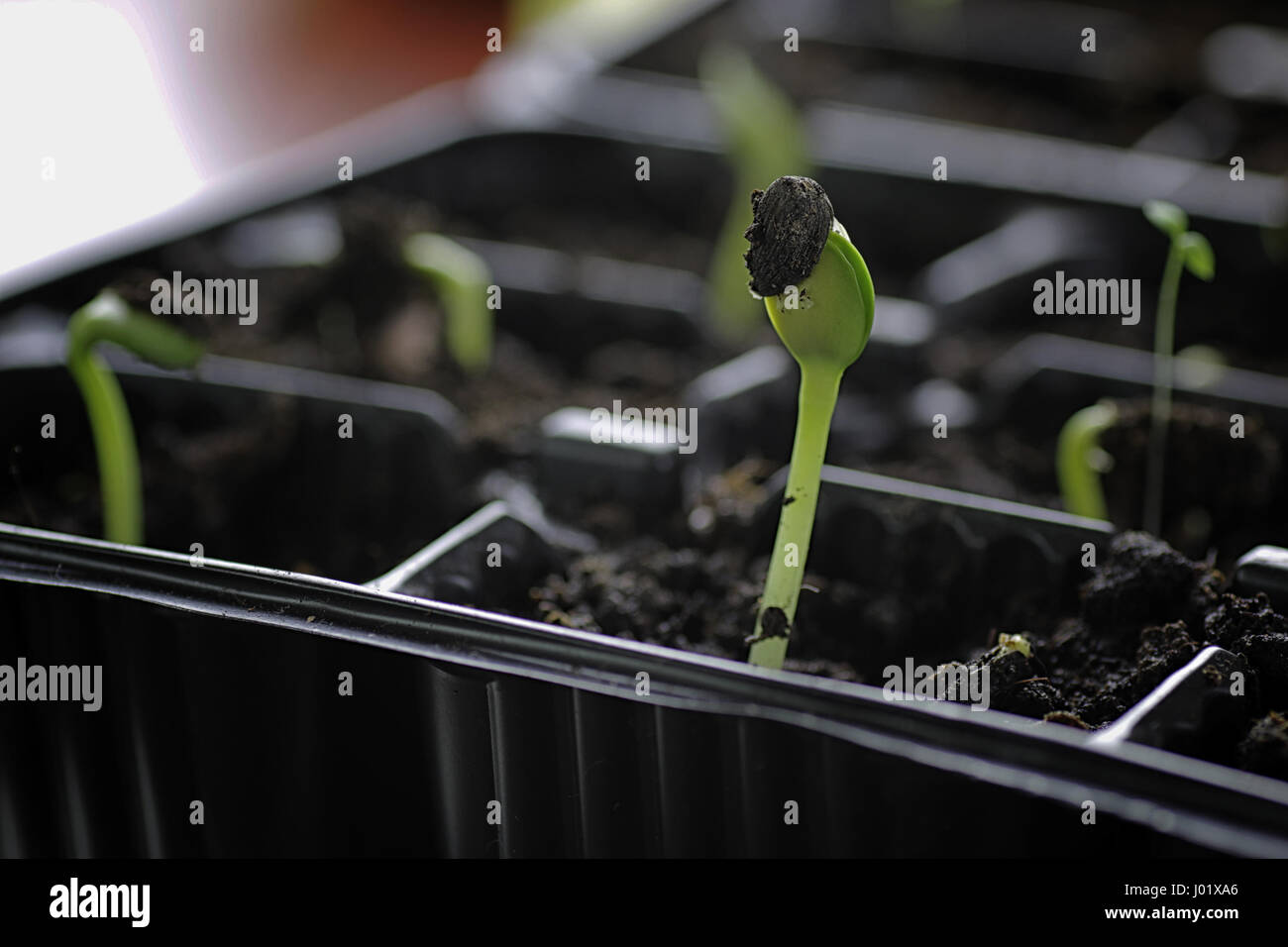 small sprout from seeds Stock Photo - Alamy